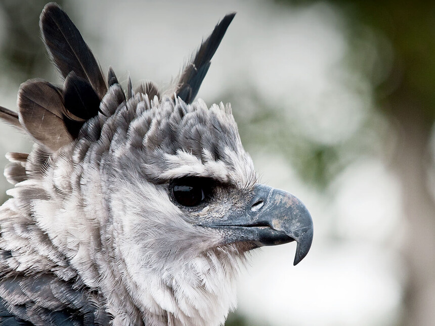 Ralph W. Schreiber Hall of Birds | Meer