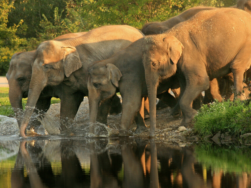 One Hour in Elephant Kingdom | Meer