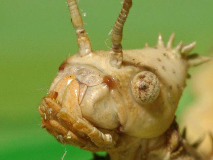 Virtual Insect Hall | Meer