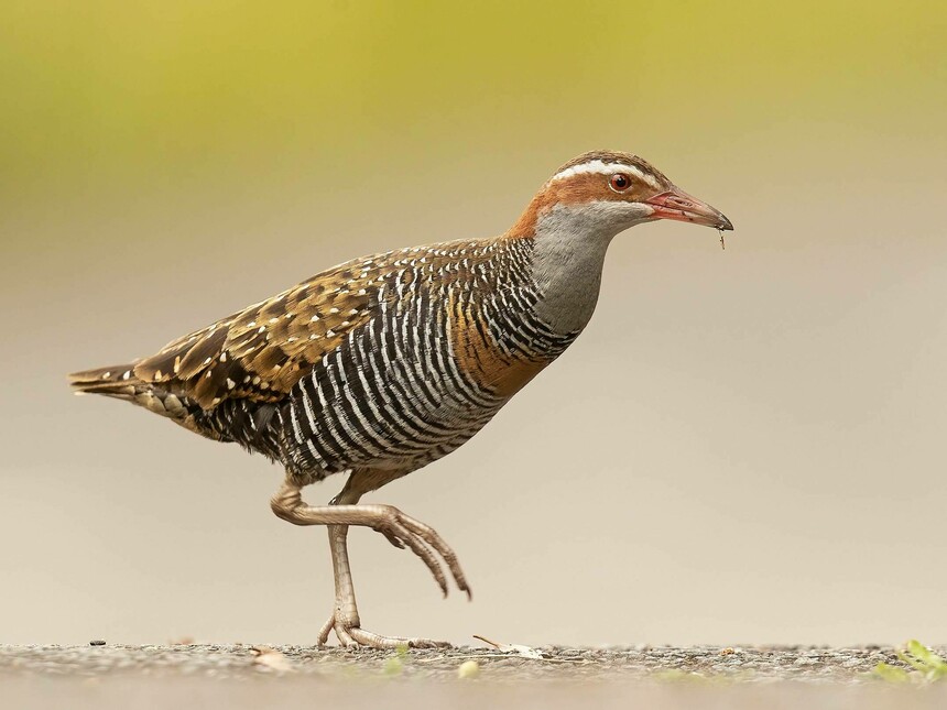 The tikling tricycles of Hagonoy | Meer