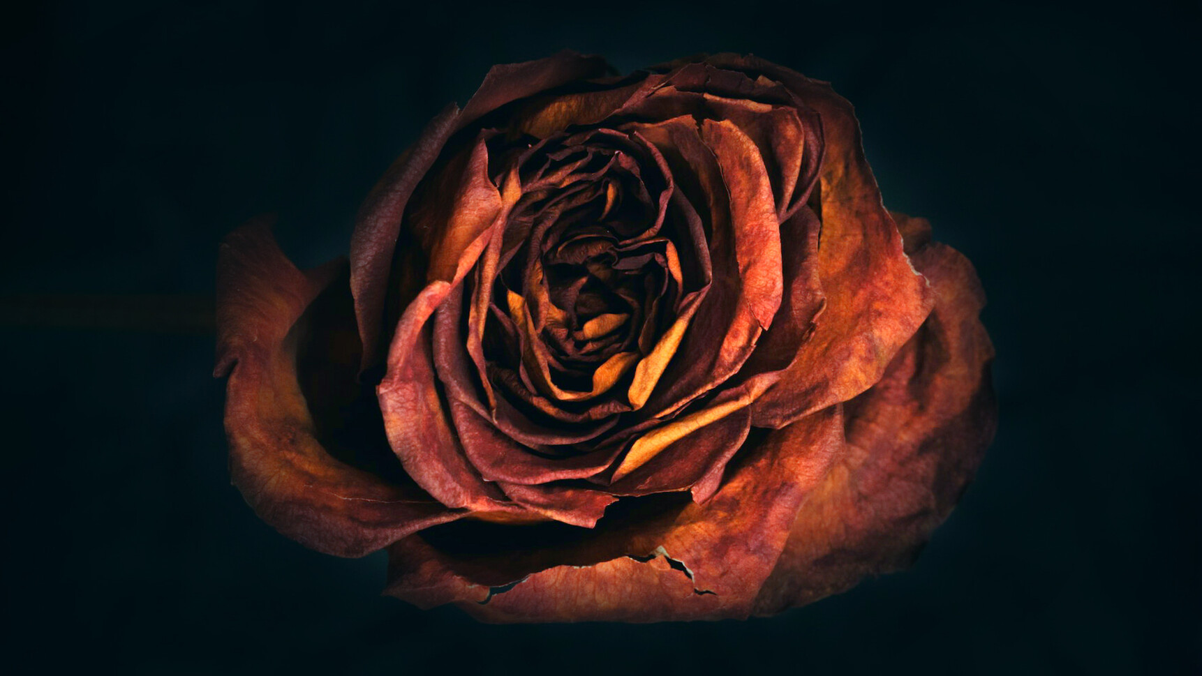 El duelo por la flor marchita | Meer