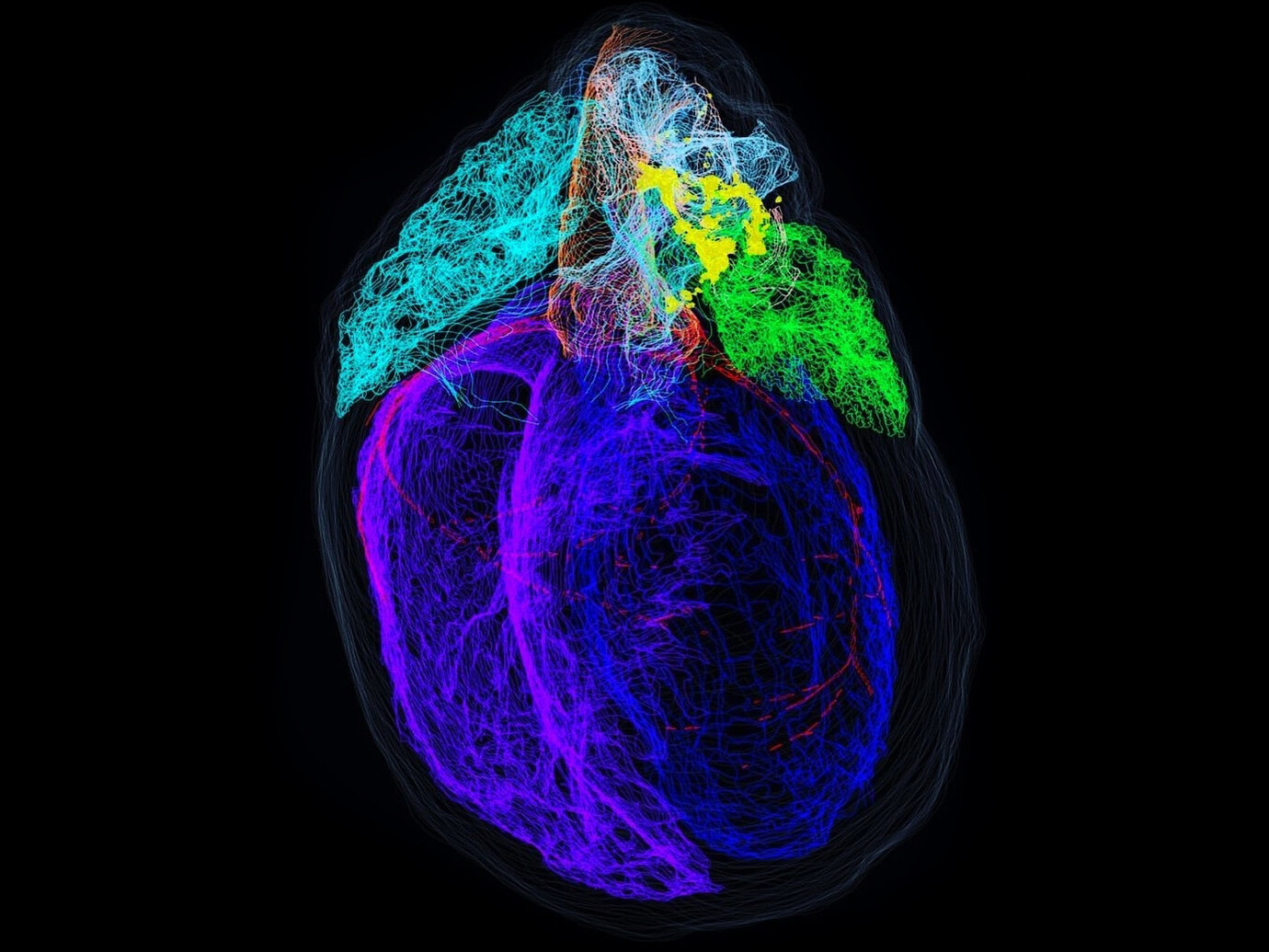 Las «corazonadas»: entre el corazón y el cerebro | Meer