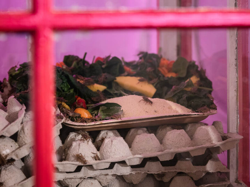 Jude Tallichet and Adam Chad Brody | Meer