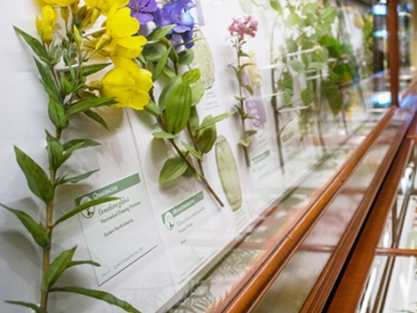 Glass Flowers. Courtesy of Harvard Museum of Natural History | Harvard ...