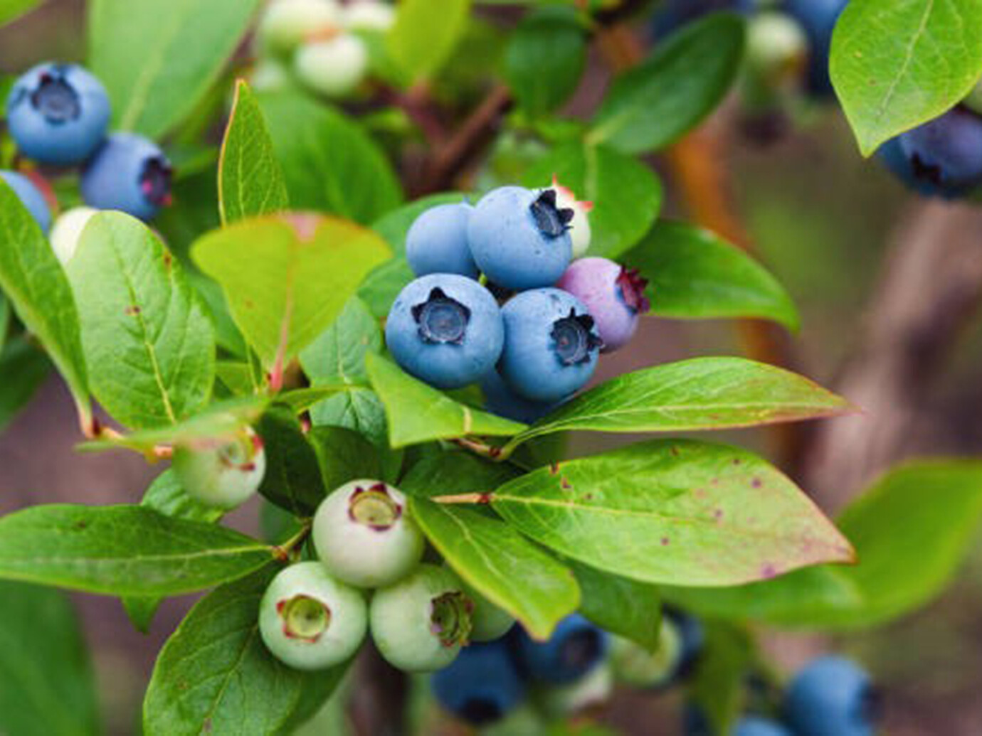 Georgia's blueberry boom | Meer