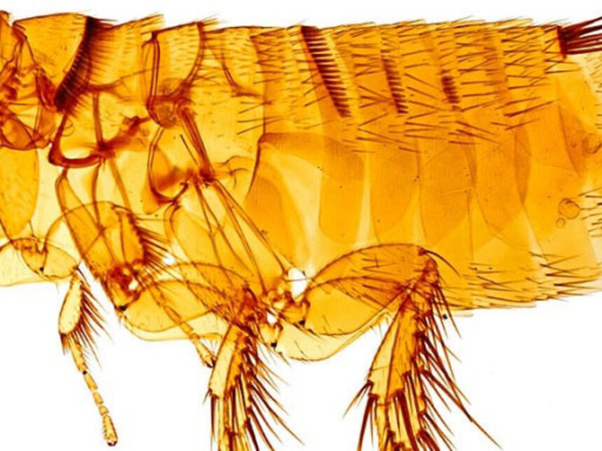 Entomology collections | Meer