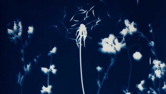 Pipo Nguyen-duy | Meer