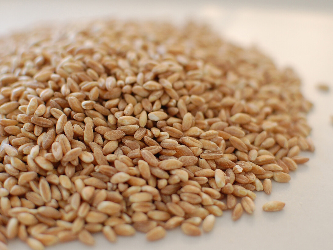 Farro: un grano ritrovato | Meer
