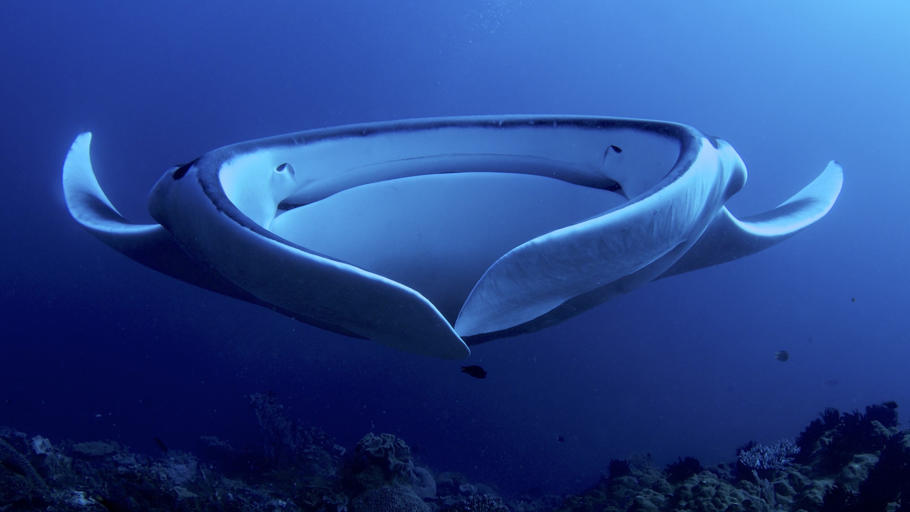 Las mantarrayas de Paria | Meer