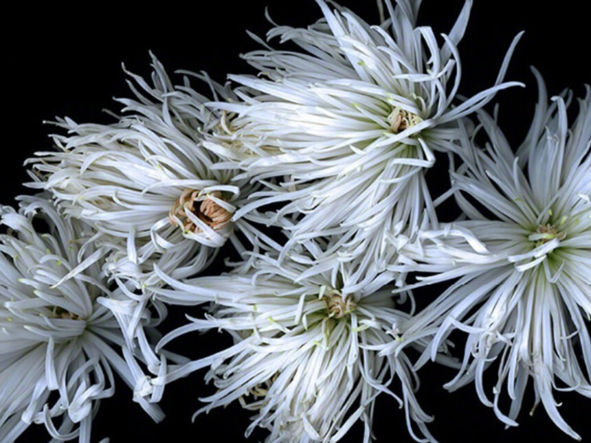 Katinka Matson | Meer