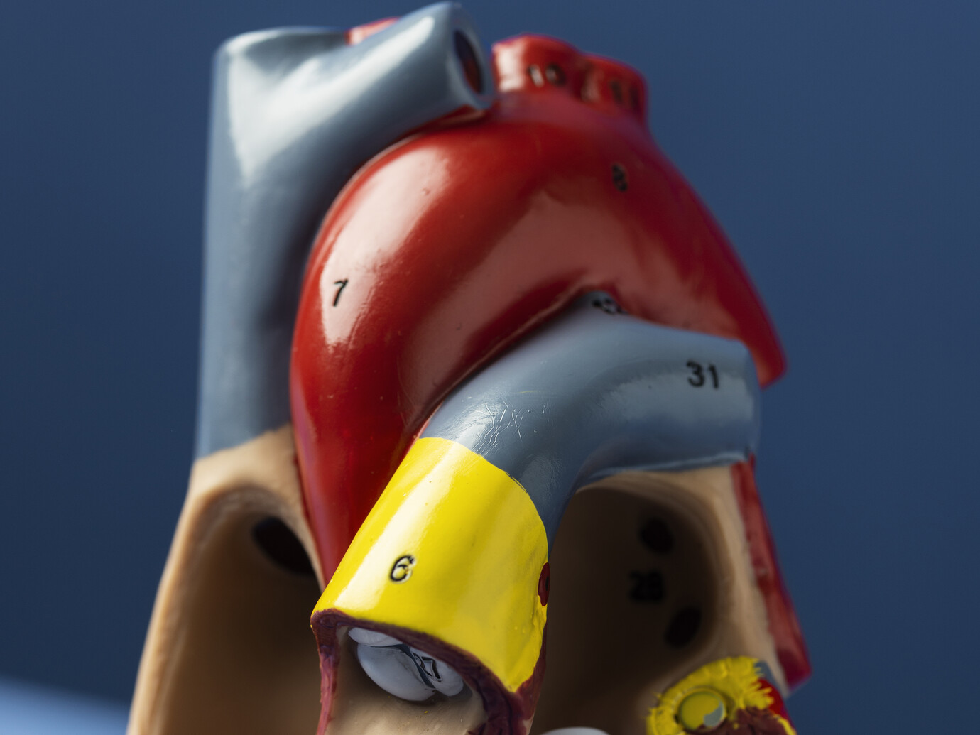 Understanding your resting heart rate: a health indicator | Meer