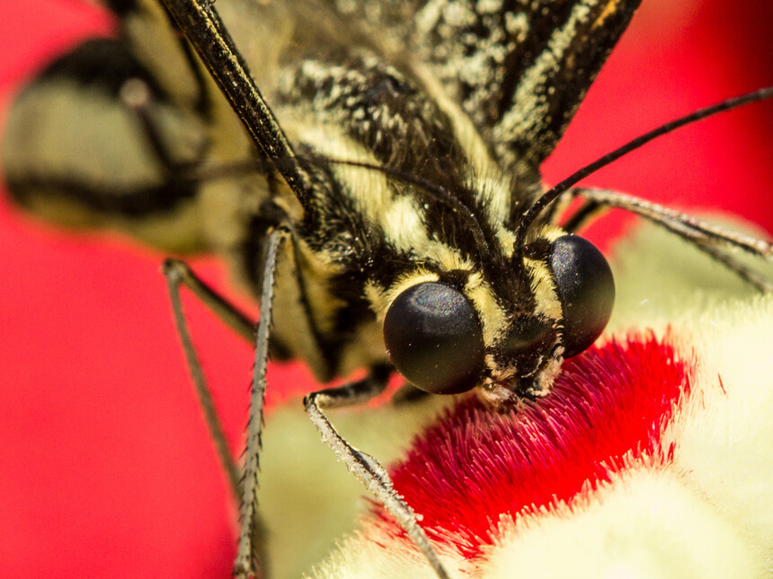 The Minuscule World | Meer