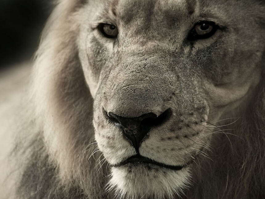 The importance of grit | Meer