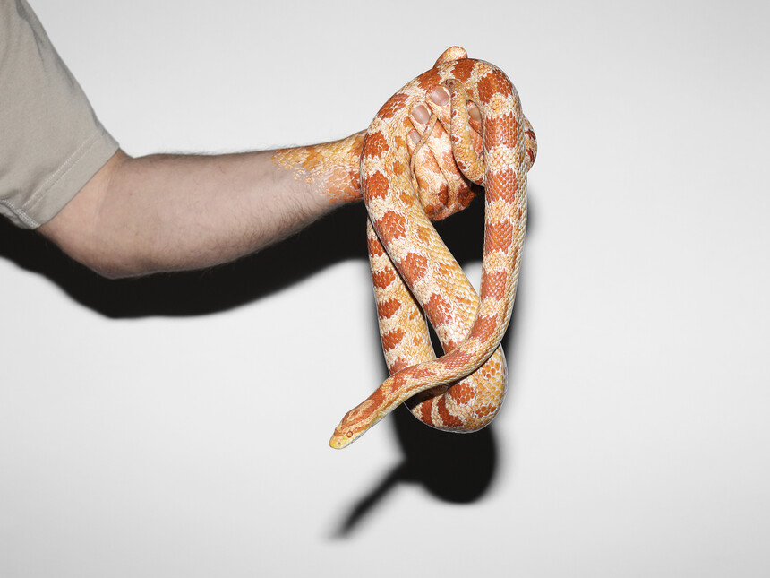 Mutation, Transformation, Metamorphosis | Meer