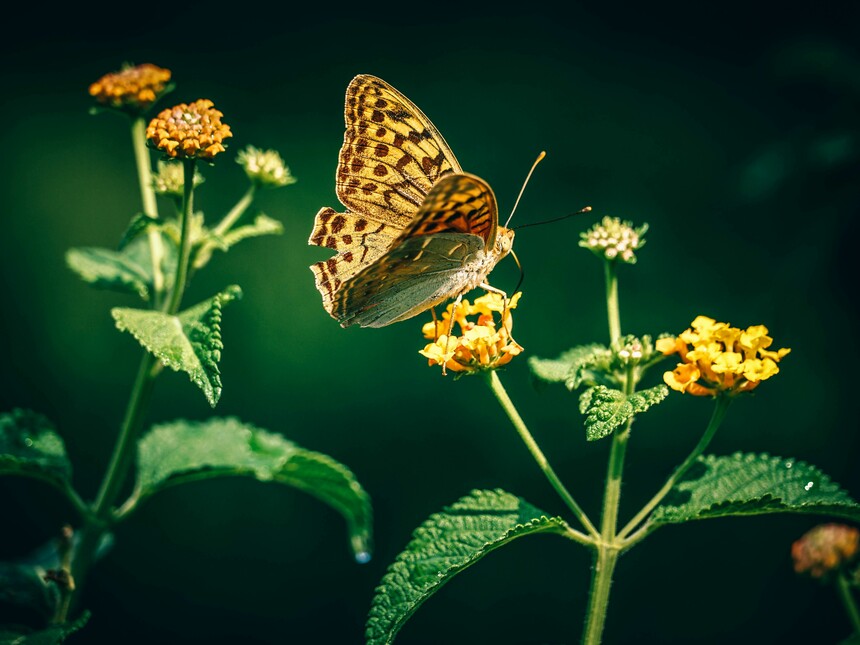 Reductionism in Biology | Meer