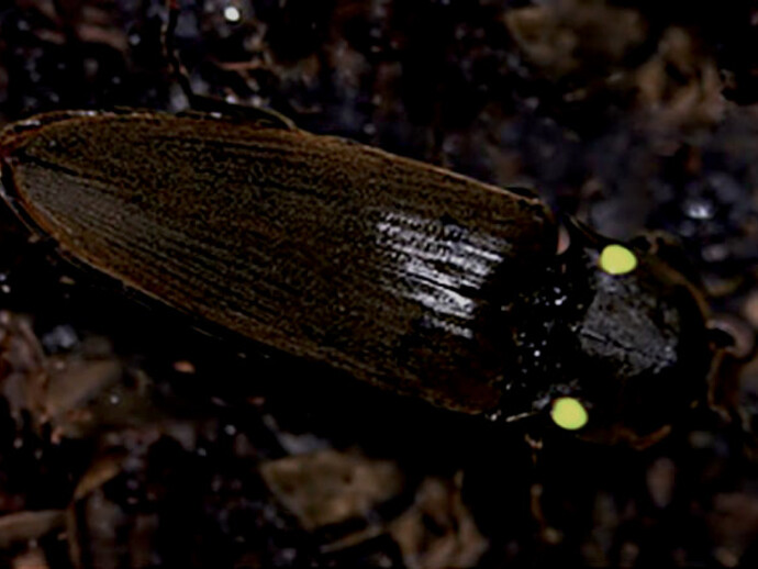 Comejenes, cocuyos y luciérnagas | Meer