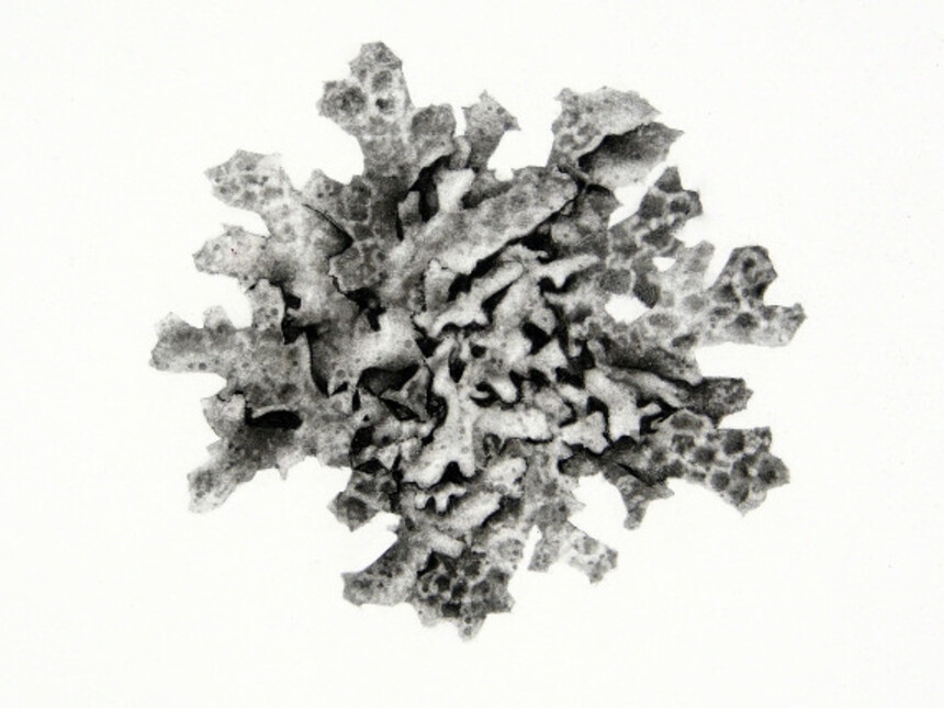 Jonathan Delafield Cook | Meer