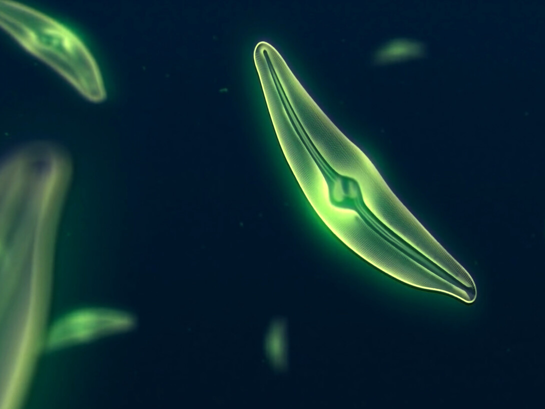 ¿Puede el fitoplancton invertir el cambio climático? | Meer