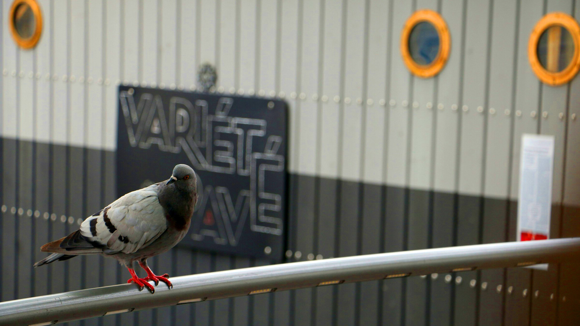 Health risks associated with pigeon droppings | Meer