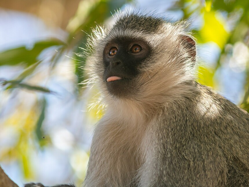 Lingua e mani | Meer