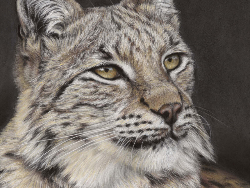 Gary Stinton, Lynx in Summer - Large as Life VIII, Pastel on museum ...