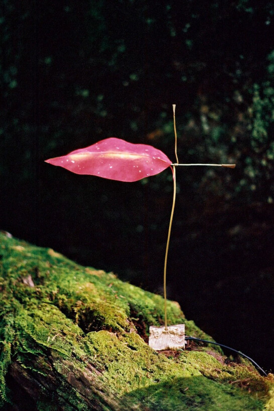 Jake Coan. Species | Meer