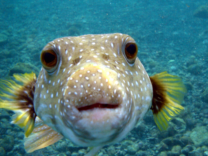 The challenge of eating puffer fish | Meer