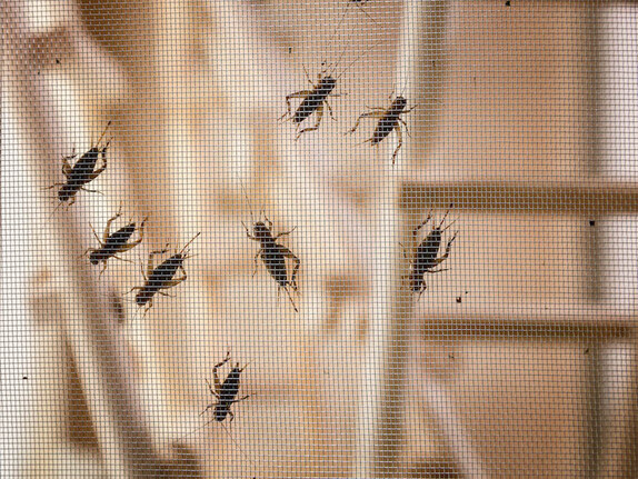 Jude Tallichet and Adam Chad Brody | Meer