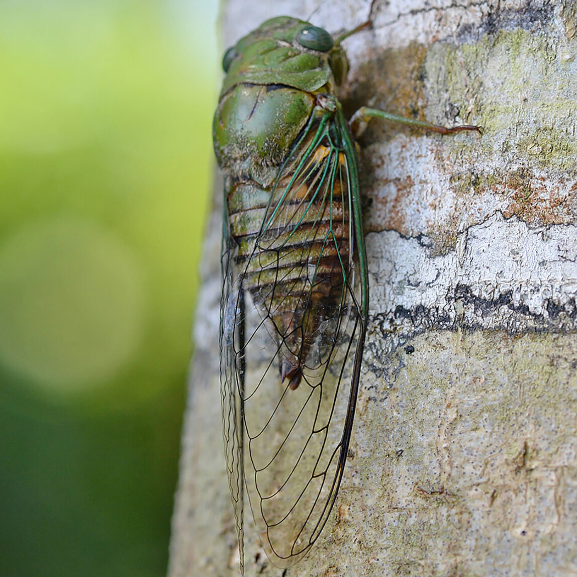 Tiempos de Chicharras | Meer