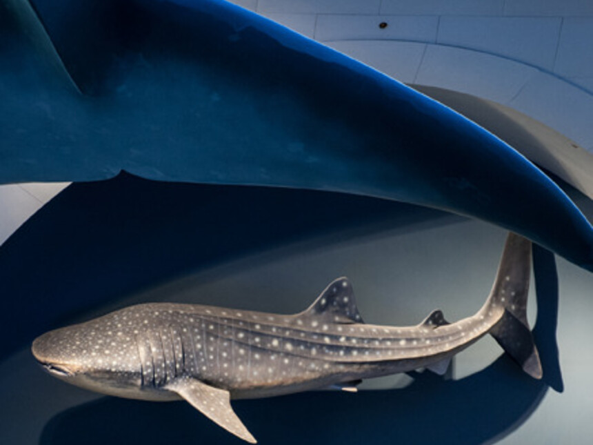Milstein Hall of Ocean Life. Courtesy of American Museum of Natural ...