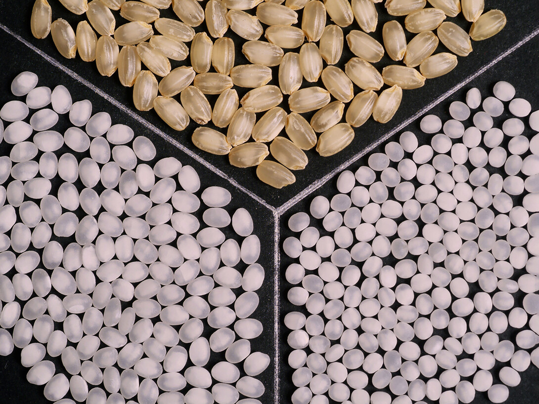 The 'one and only' Ippin sake | Meer