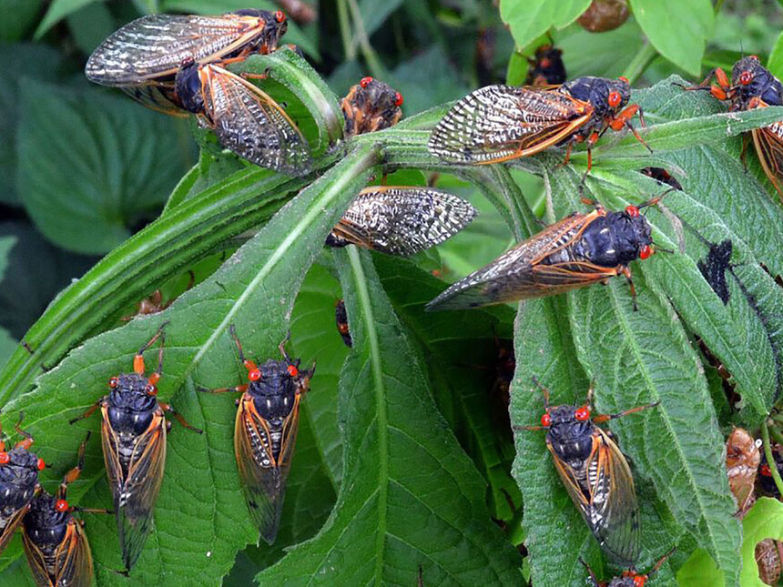 Tiempos de Chicharras | Meer