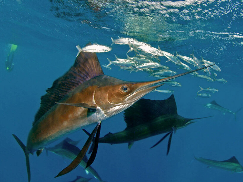 Los peces de pico | Meer