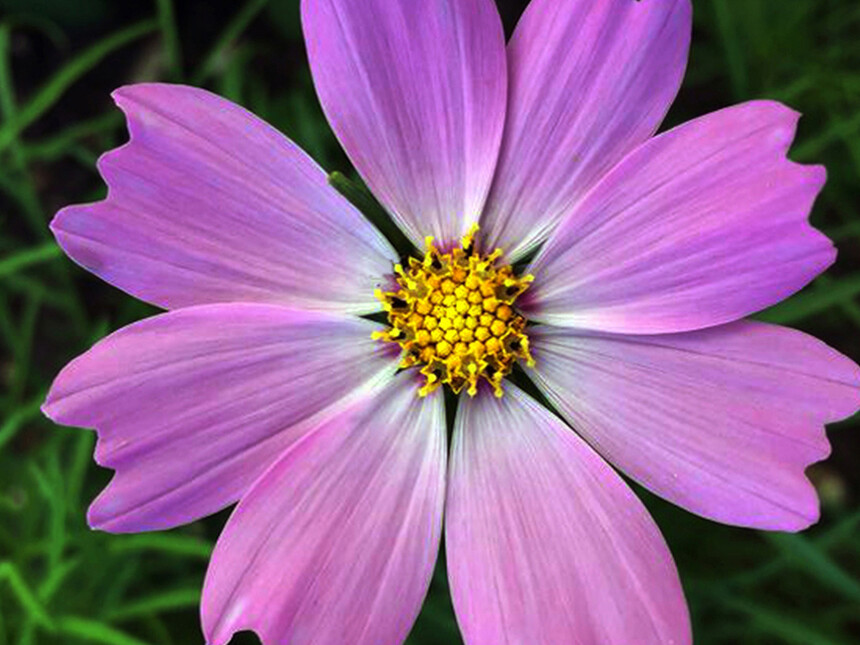 Asimmetry and simmetry in nature | Meer