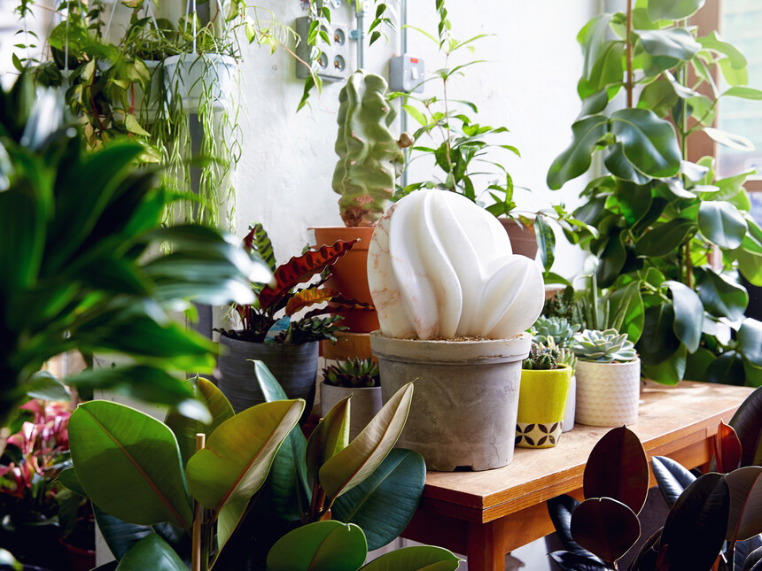 The Cactus House | Meer