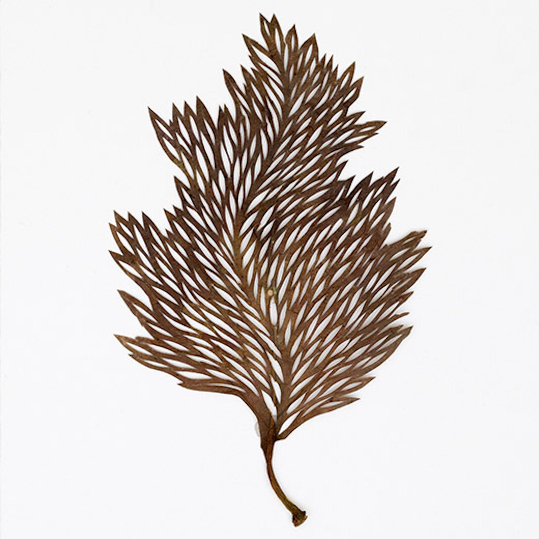 Cut Up/Cut Out | Meer