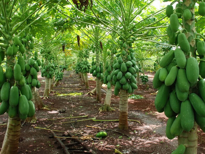 Dulce de lechosa | Meer