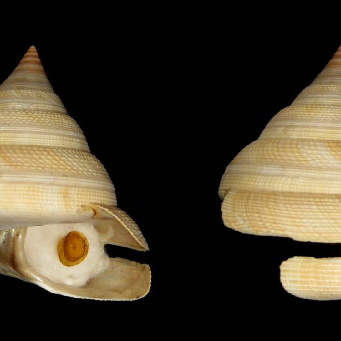 Becoming Los Angeles | Meer