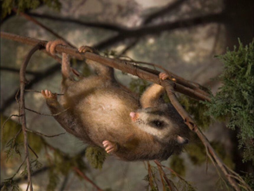 Cretaceous Alberta | Meer