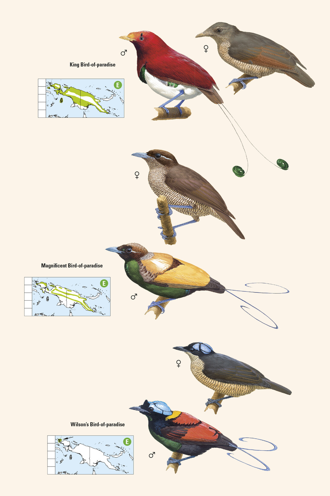 New Guinea. Inspiration for naturalists | Meer