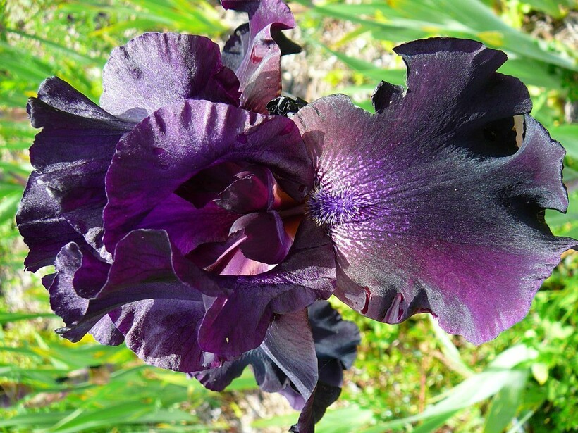 Black beauty of the iris | Meer