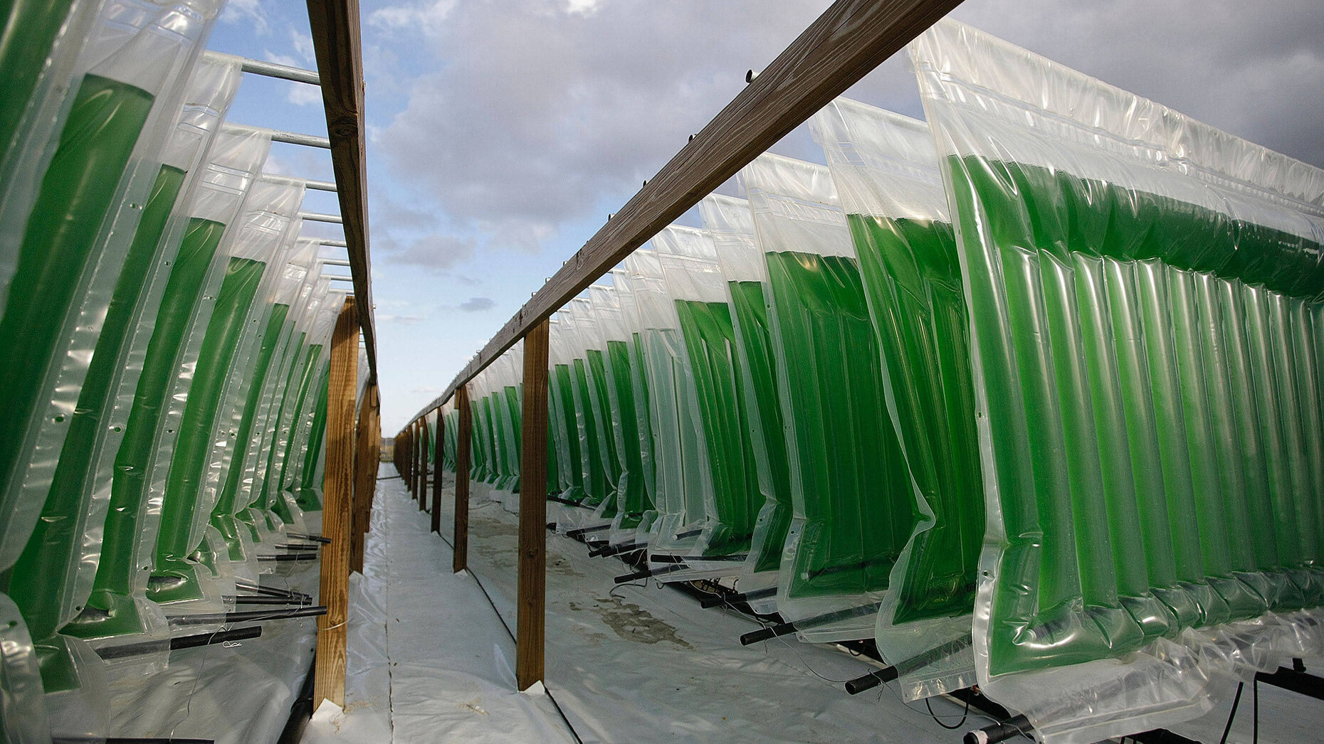 Sugars and Beyond! | Meer