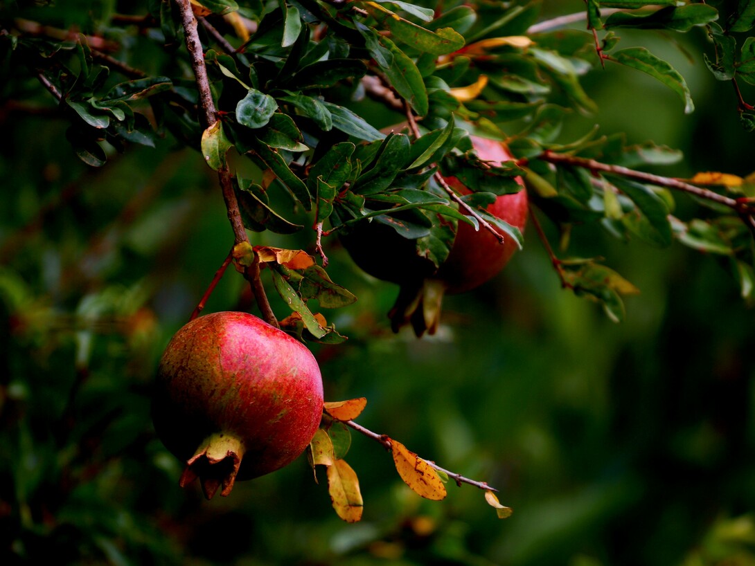 A Romã: um símbolo mágico | Meer