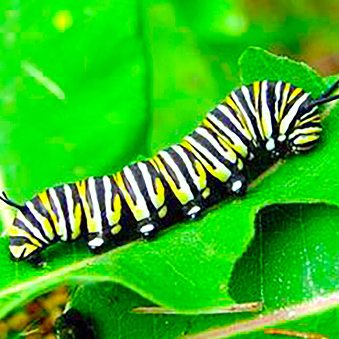 Mimetismo y camuflaje | Meer