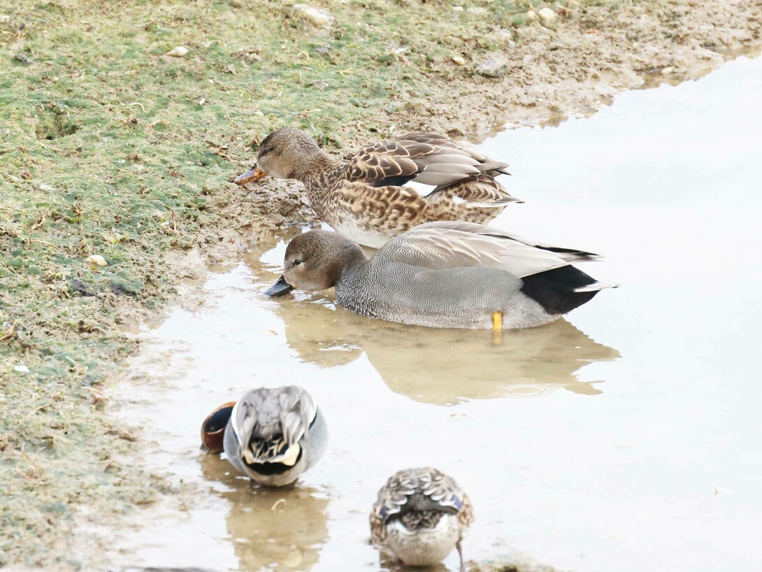Birdwatching in Abberton Reservoir, England | Meer