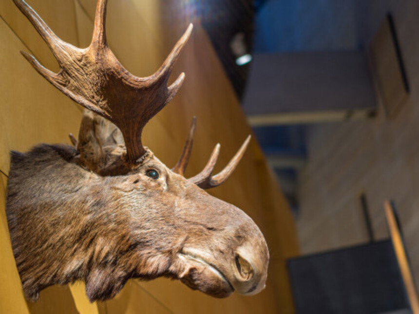 The Forest of the Finns | Meer